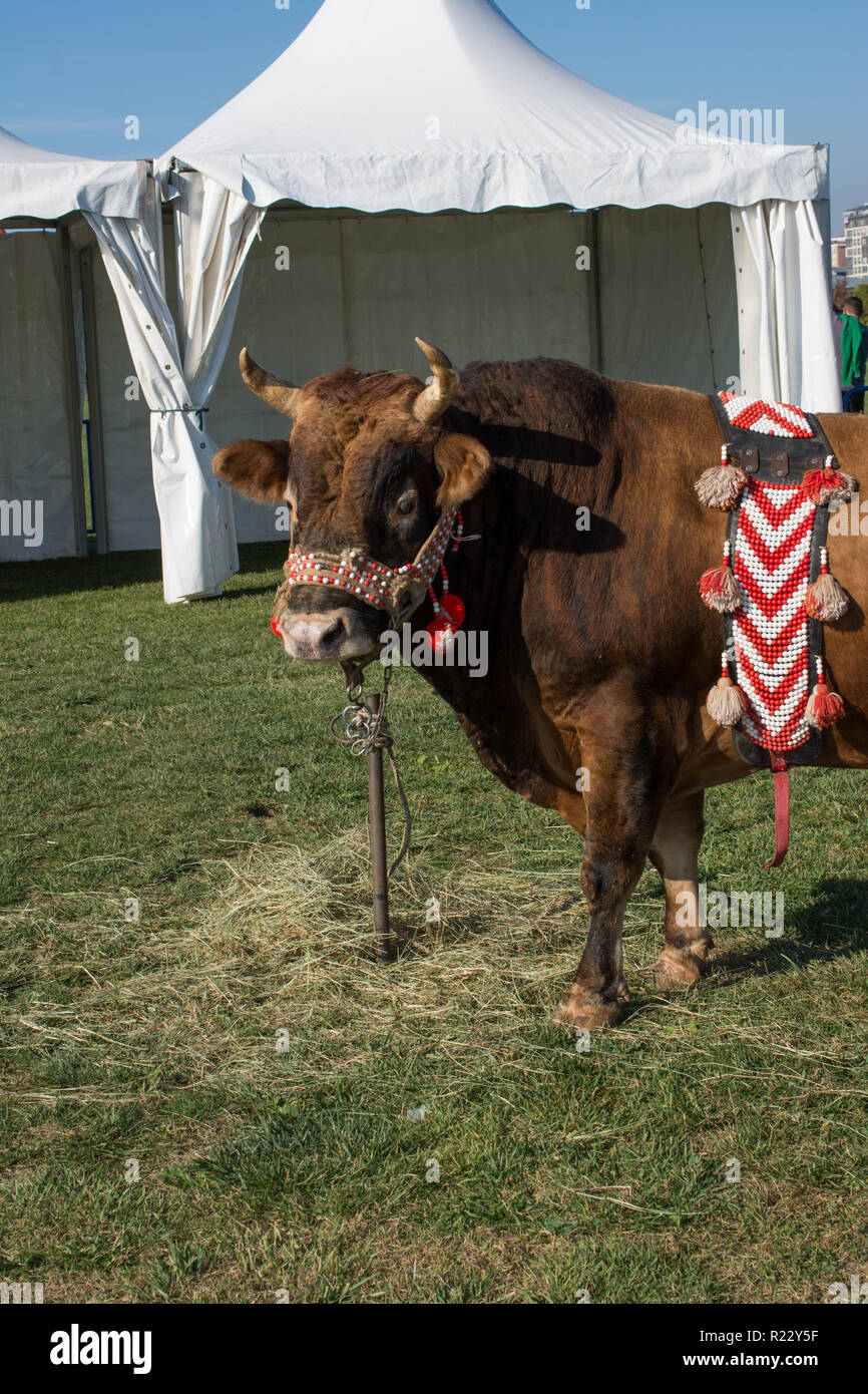 Brown bull with traditional Turkish fabric on it on green grass in ...