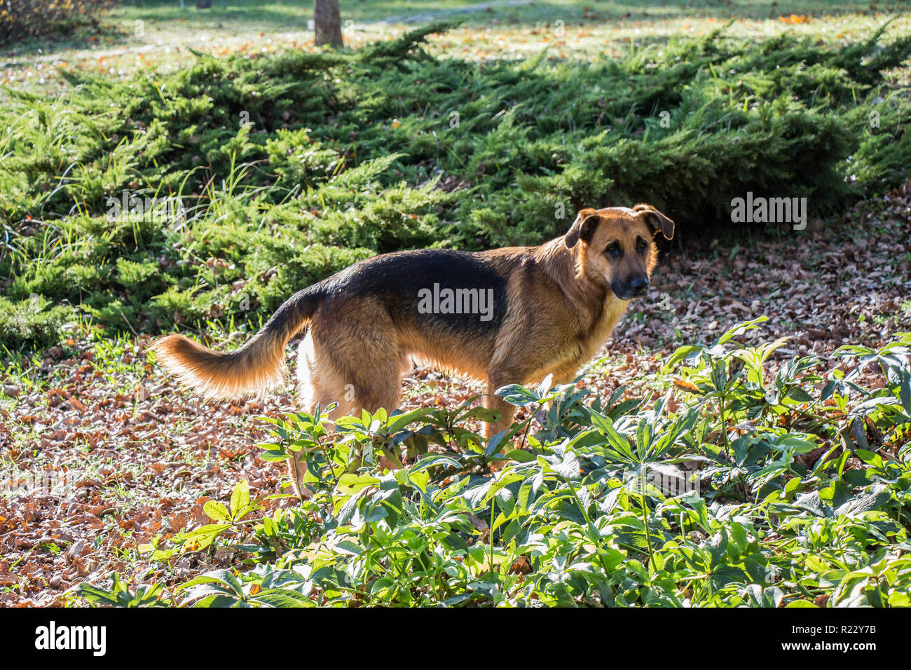 Stray dog is in a park in view Stock Photo - Alamy
