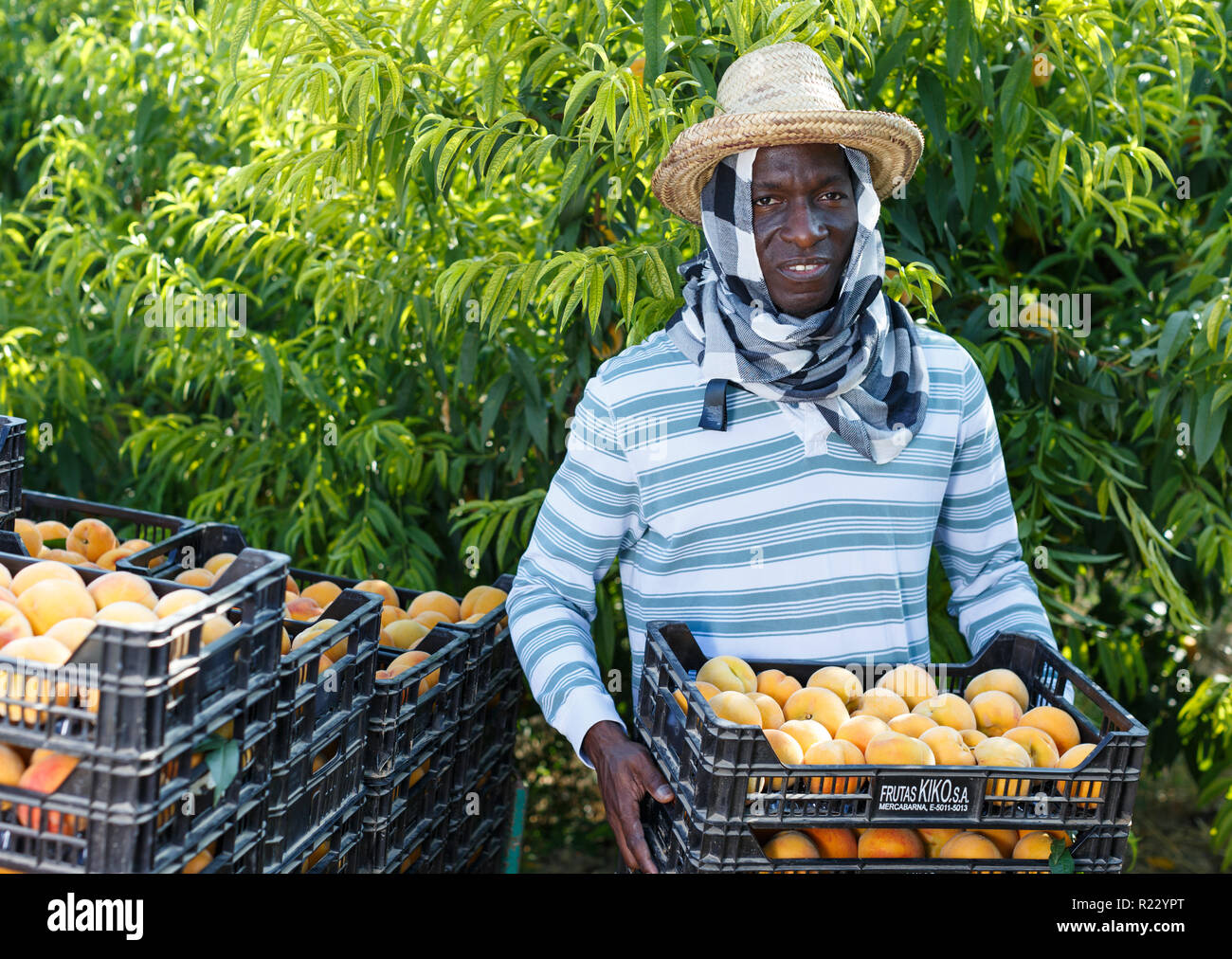 African-American man gardening in his orchard, holding freshly ...