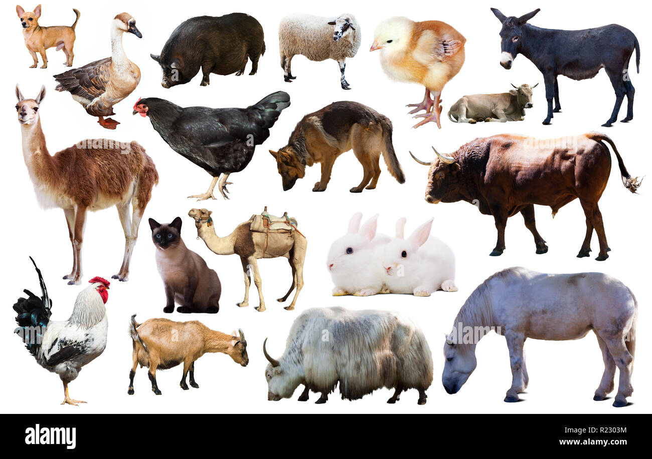assortment of different pet and farm animals isolated on white ...