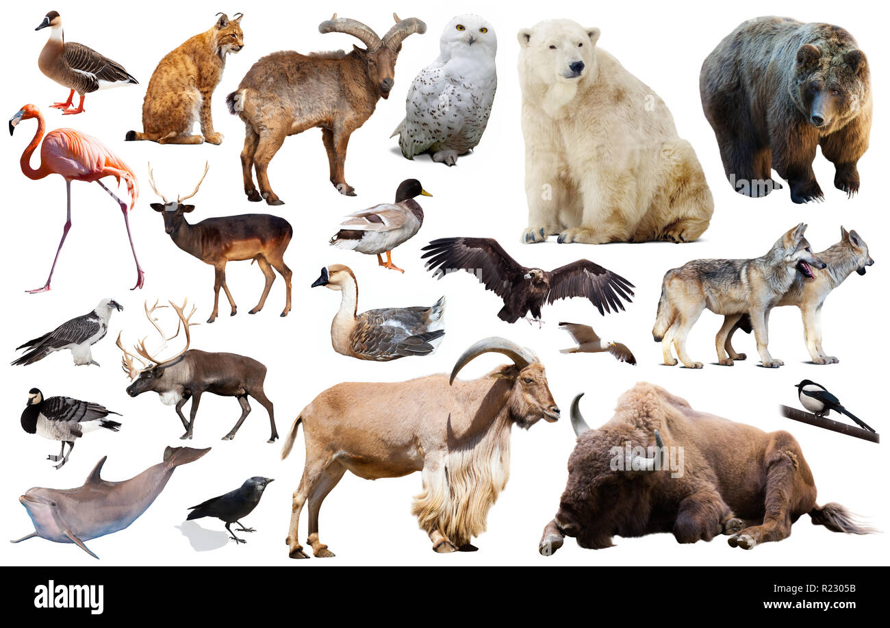 Set of bear and other european animals. Isolated on white background ...