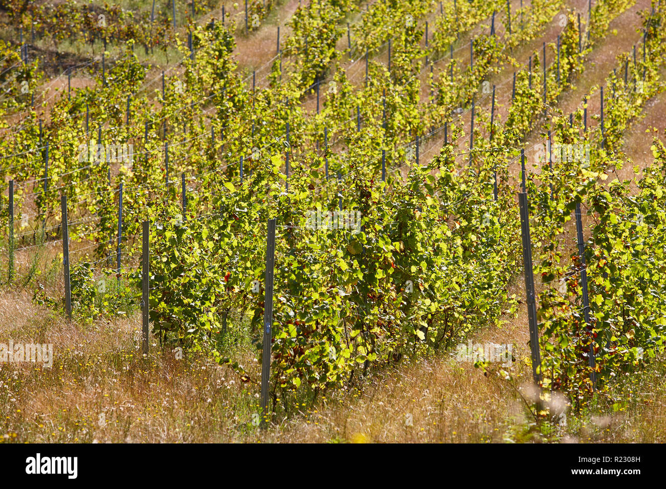 Fields of wine grapes in rows. Vineyards in Spain. Horizontal Stock ...
