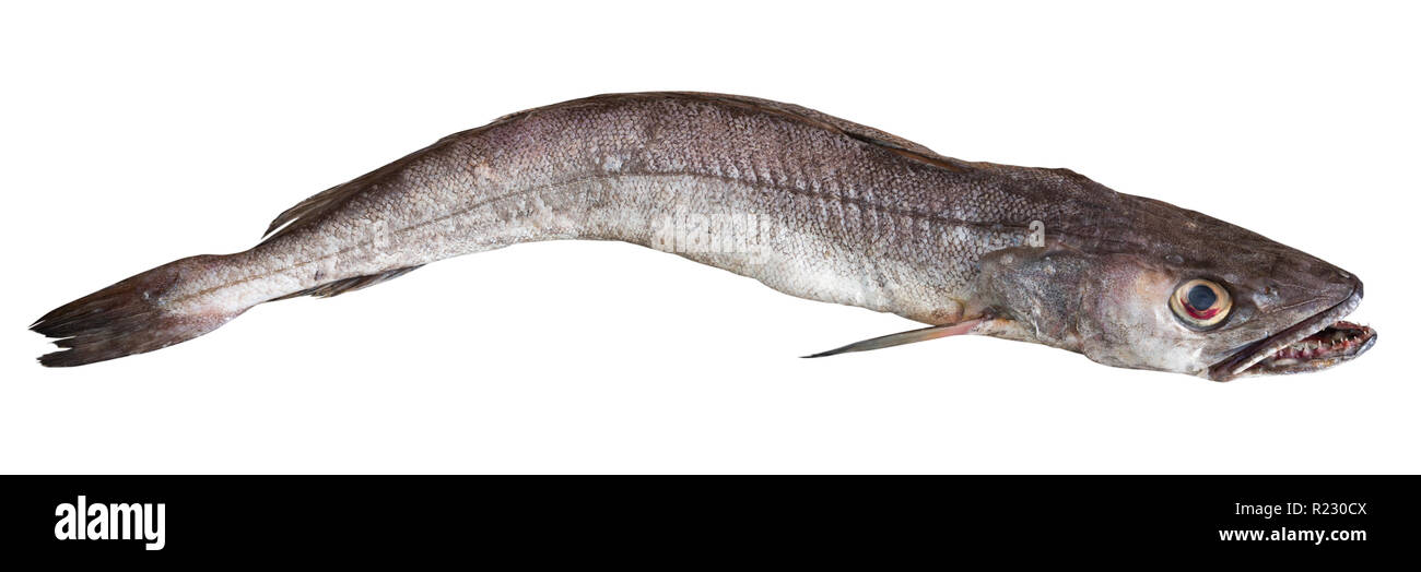 View of whole raw Merluccius merluccius (European hake) isolated on ...