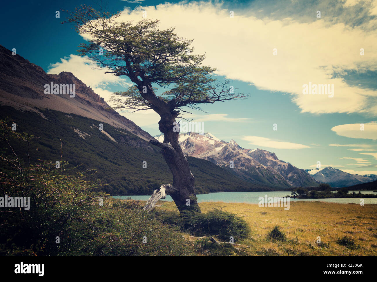 View of mountain peaks and valley with trees at foothills of Andes ...