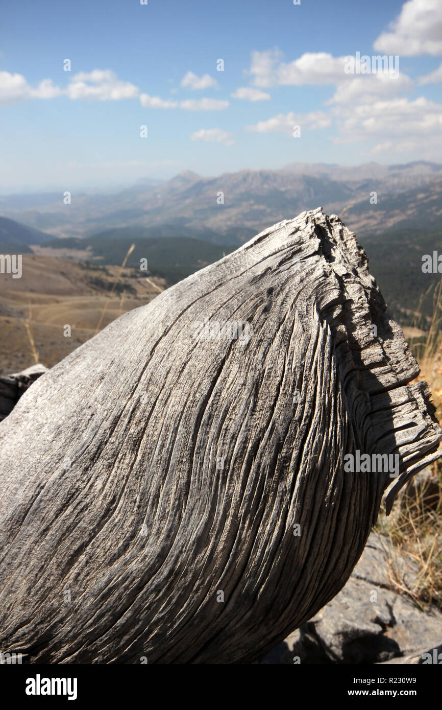 dry juniper tree log Stock Photo - Alamy