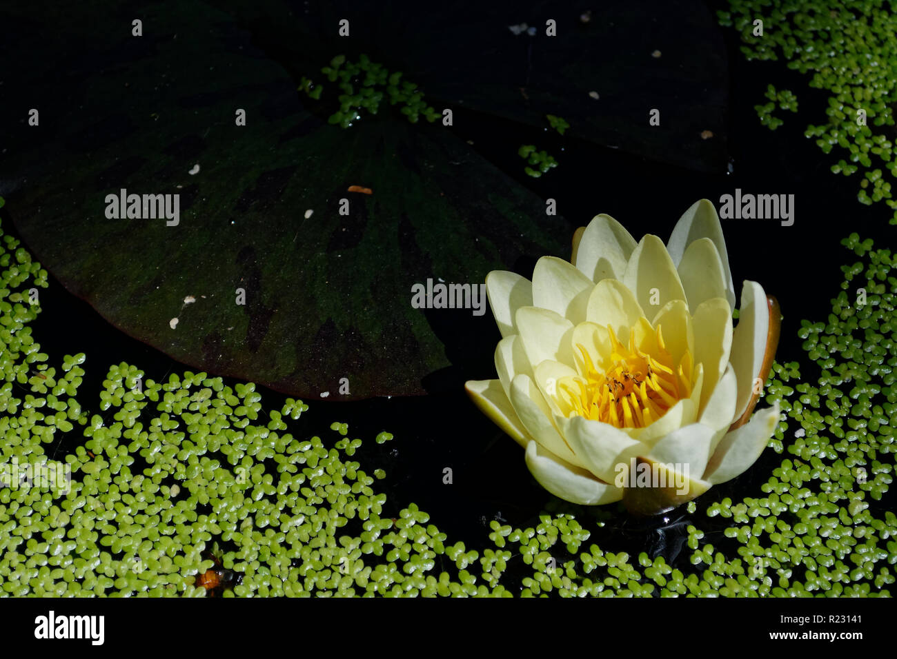 Water weed and yellow water lily Stock Photo - Alamy