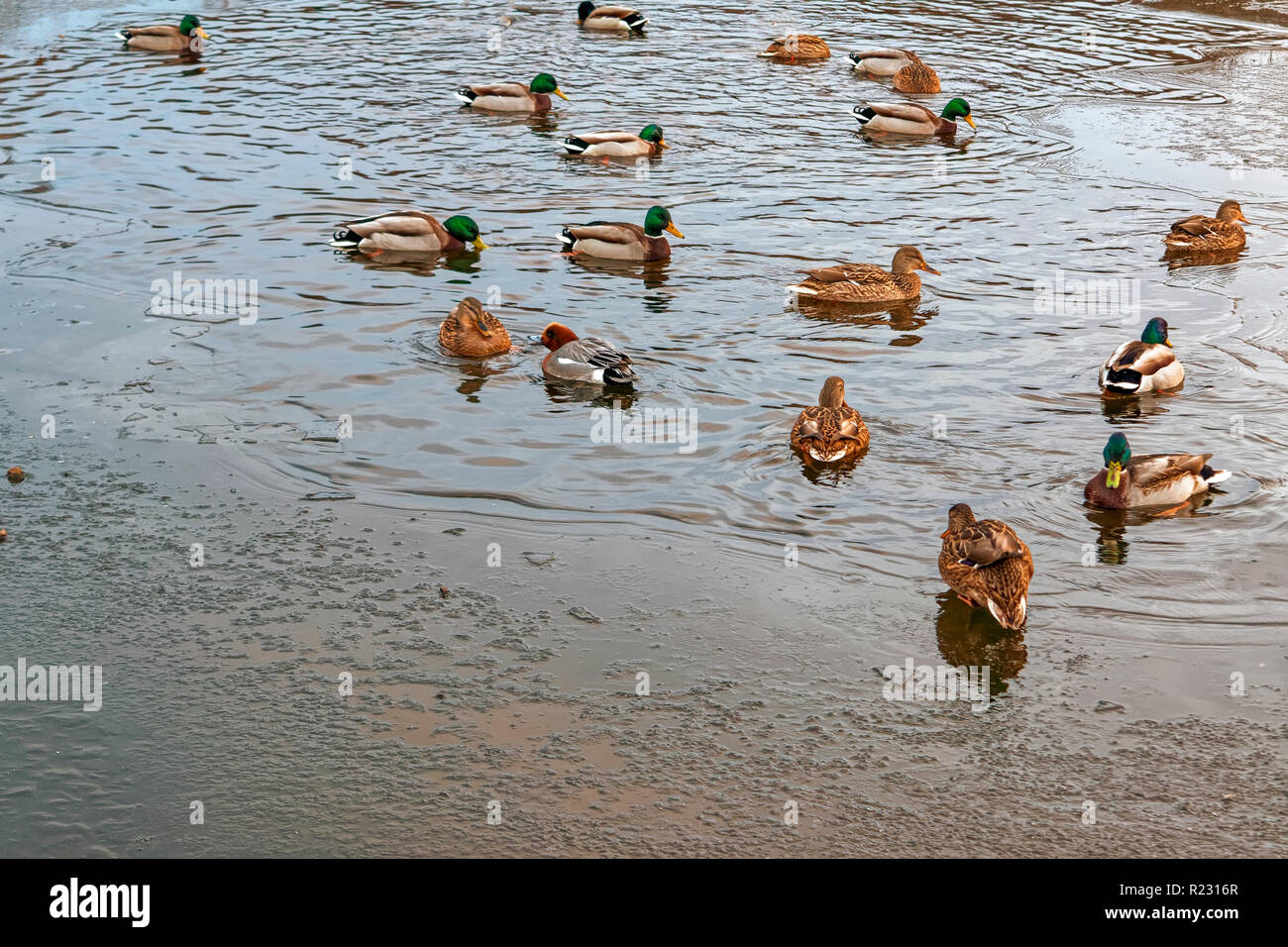 The drake Mareca penelope did not fly south and stayed for the winter ...