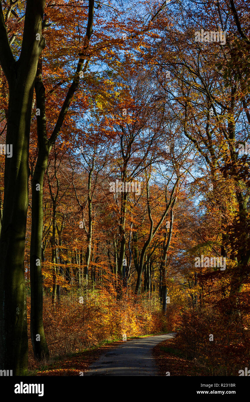Deciduous forest with Common European Beech trees (Fagus sylvatica ...