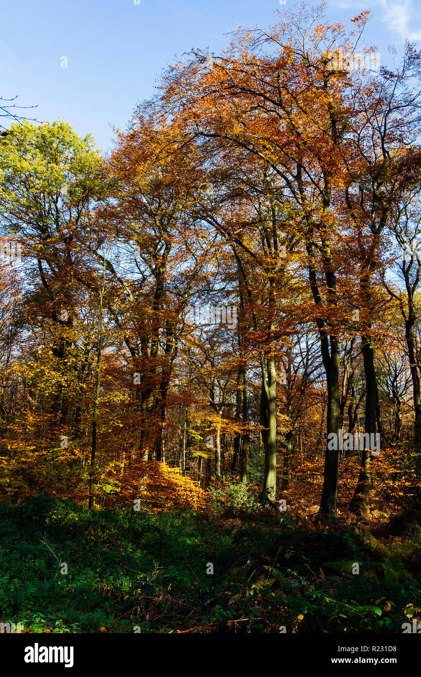 Deciduous forest with Common European Beech trees (Fagus sylvatica ...