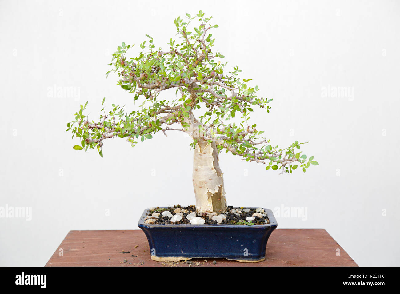 Bursera speciosa bonsai on a wooden table and white background Stock ...