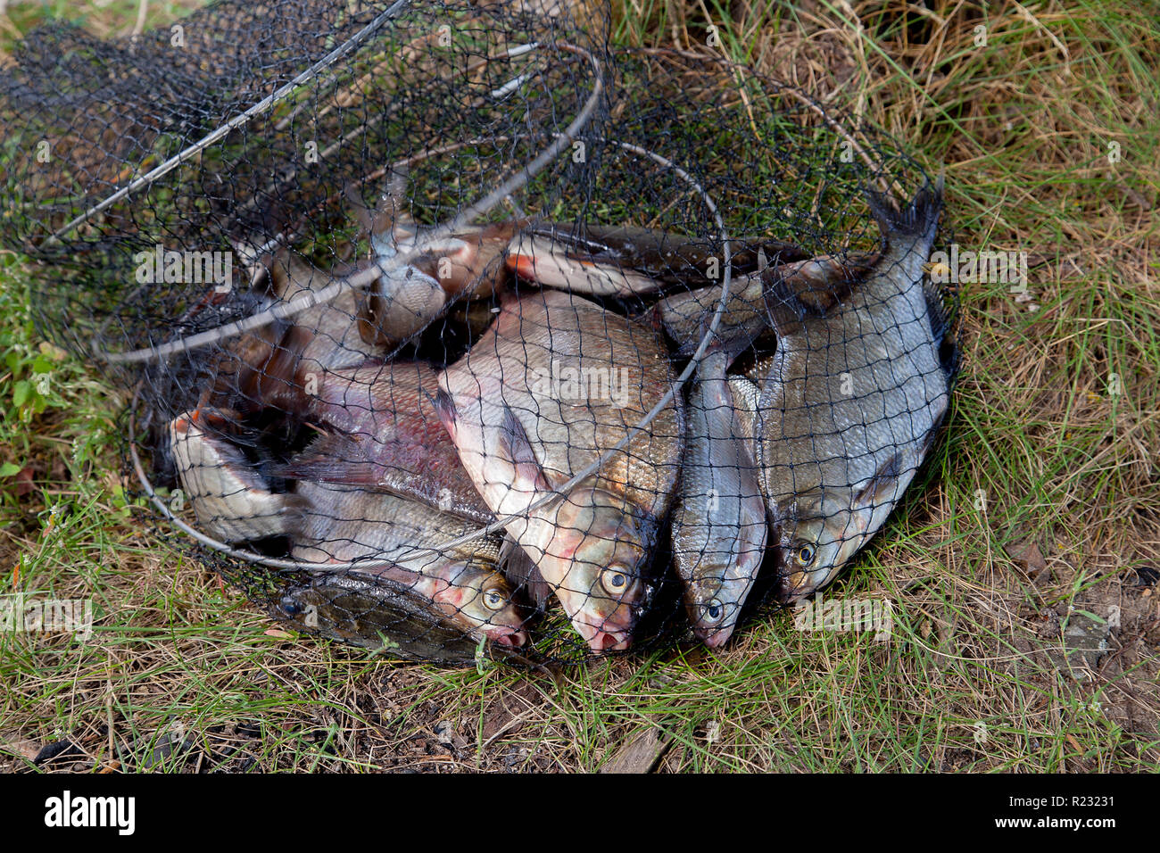 Good catch. Just taken from the water big freshwater common bream known ...