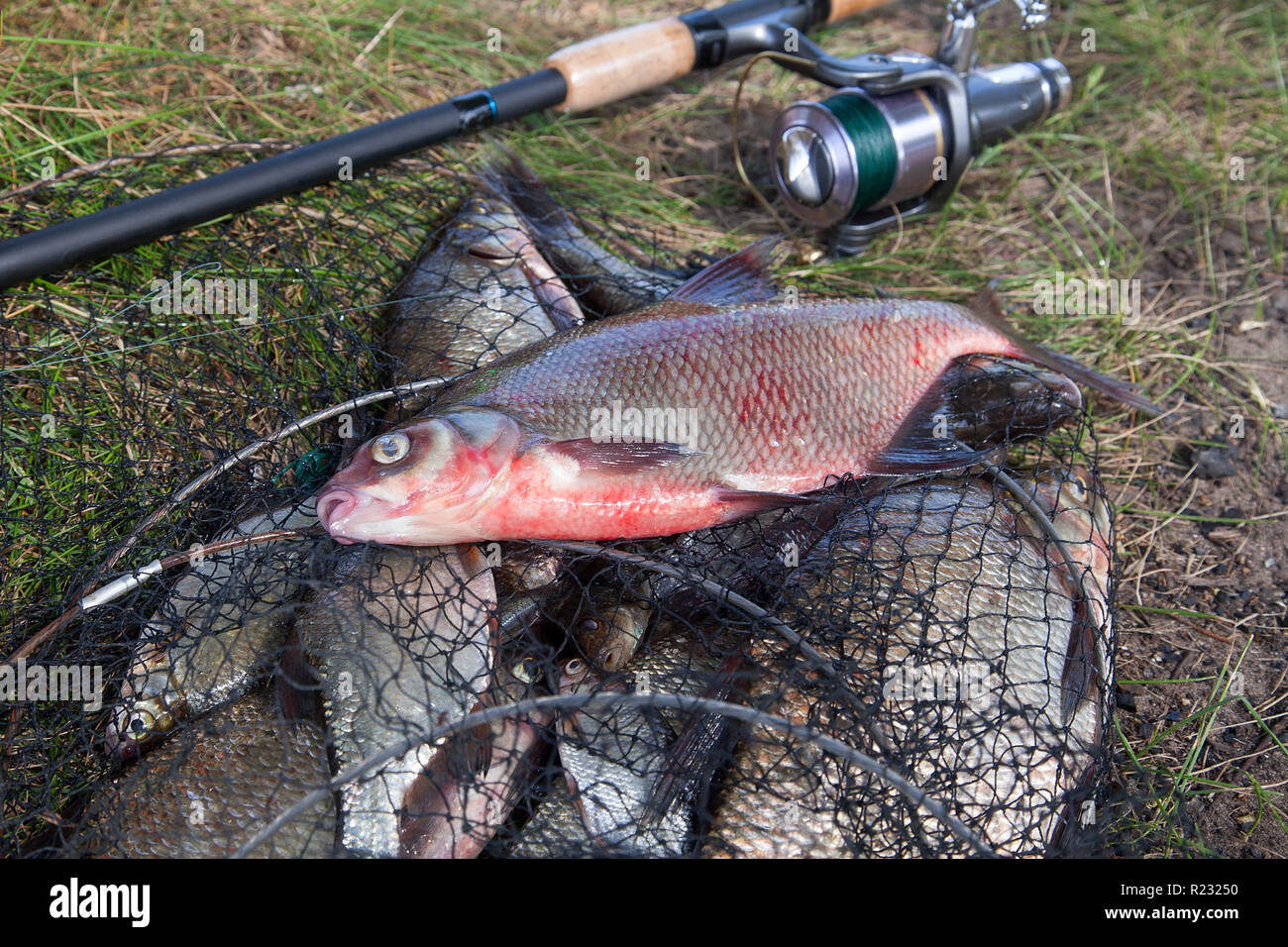 Good catch. Just taken from the water big freshwater common bream known ...