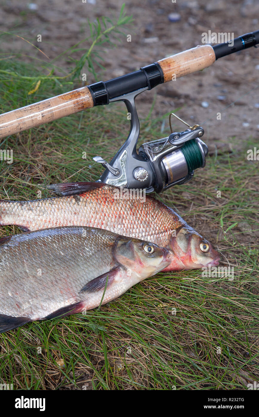 Good catch. Just taken from the water big freshwater common bream known ...