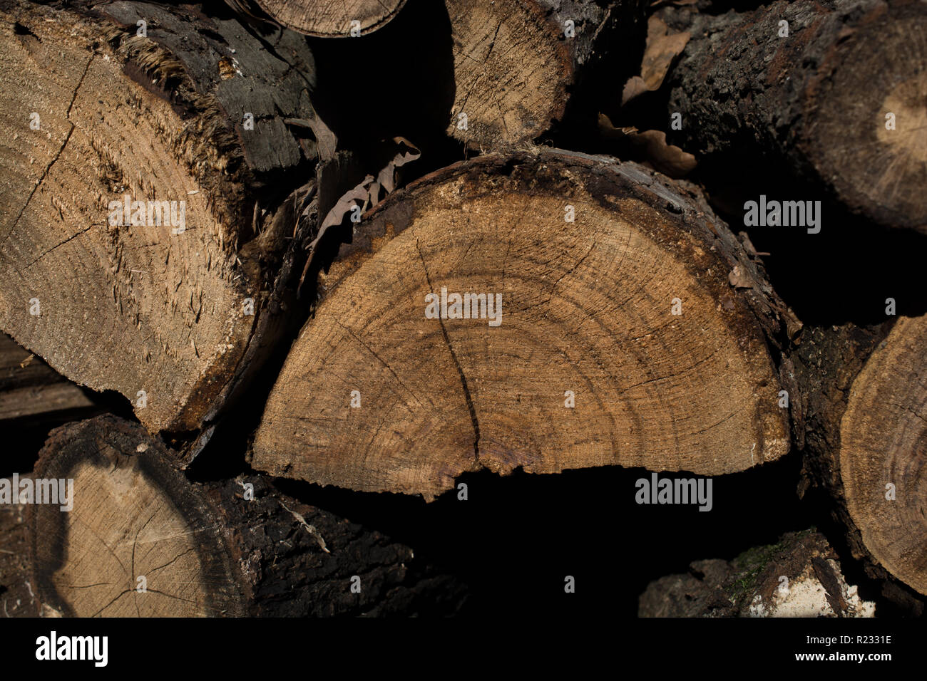 Closeup of wooden logs in a forest in the view Stock Photo - Alamy