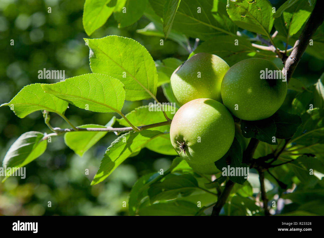 Close up view of the tree branch with organic apple on branch, fruits ...