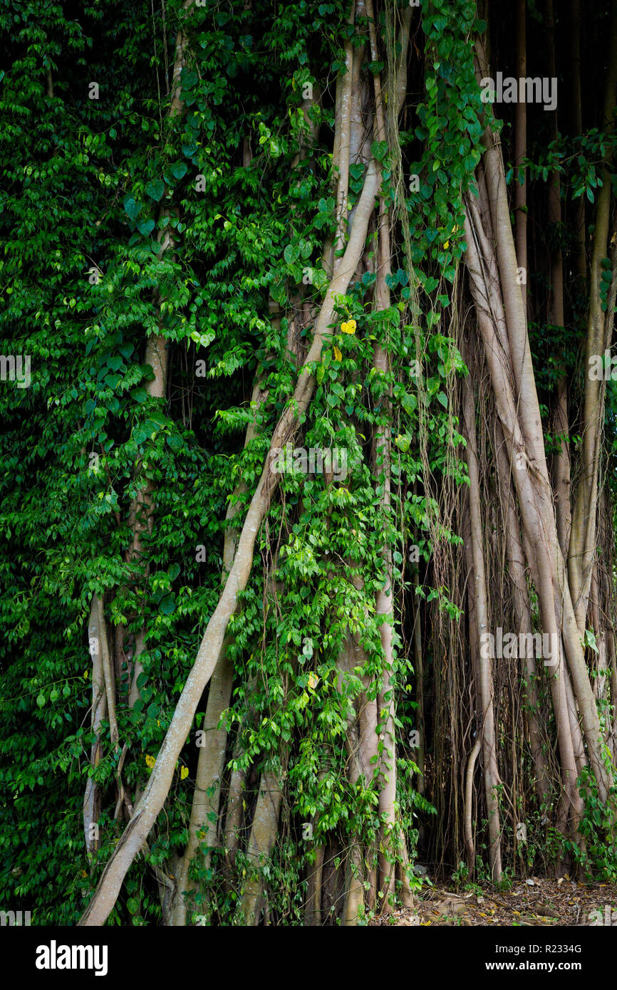 Large tree in Kuala Kangsar city in Malaysia. Beautiful flora of south ...