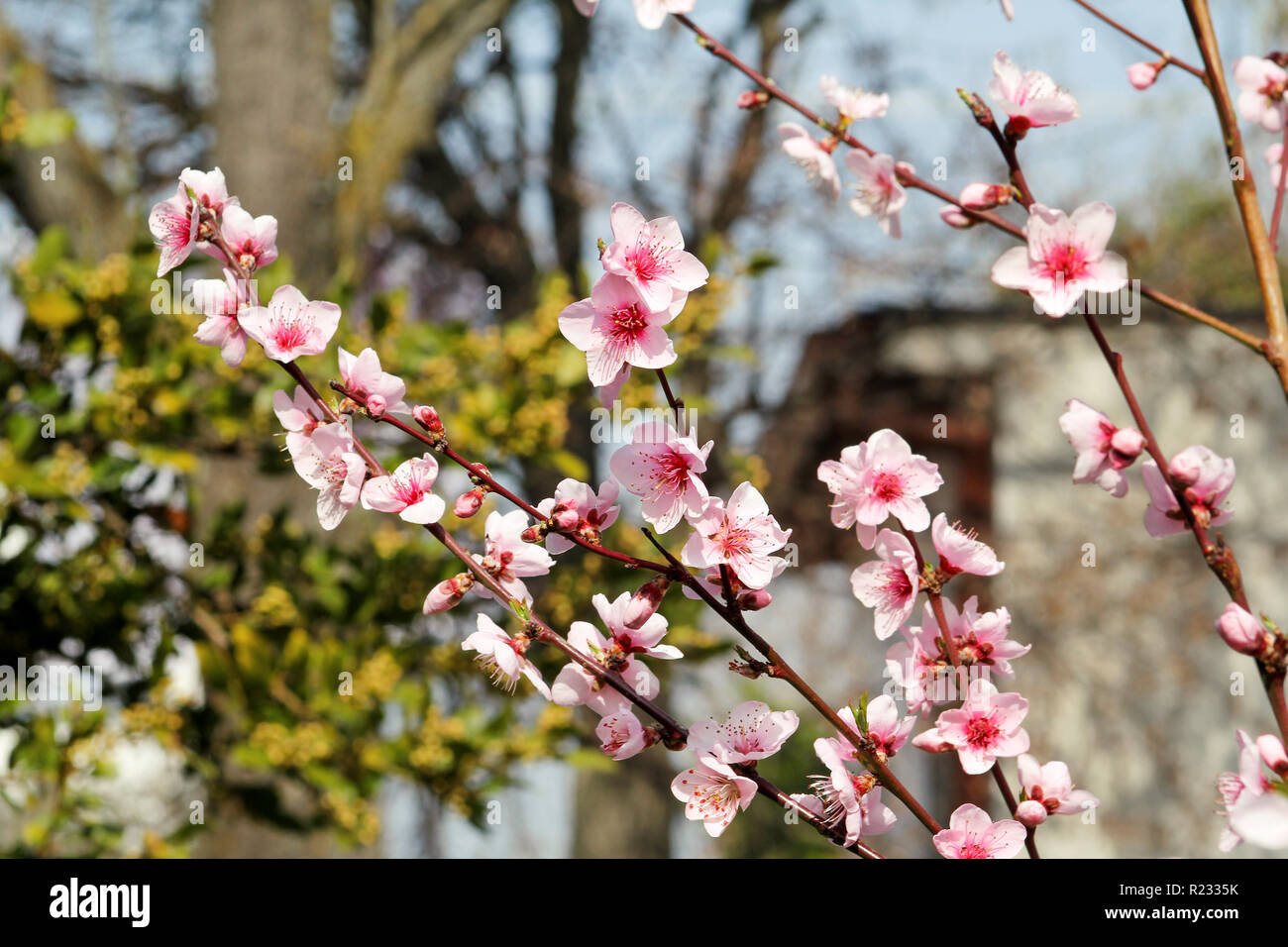 Peach Orchard Wallpaper High Resolution Stock Photography and Images ...
