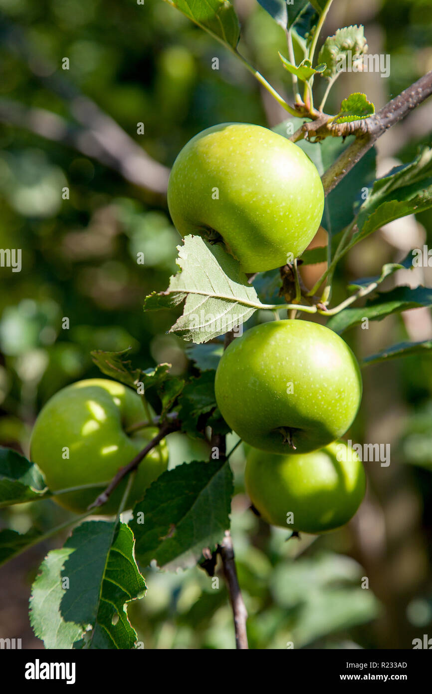 Close up view of the tree branch with organic apple on branch, fruits ...