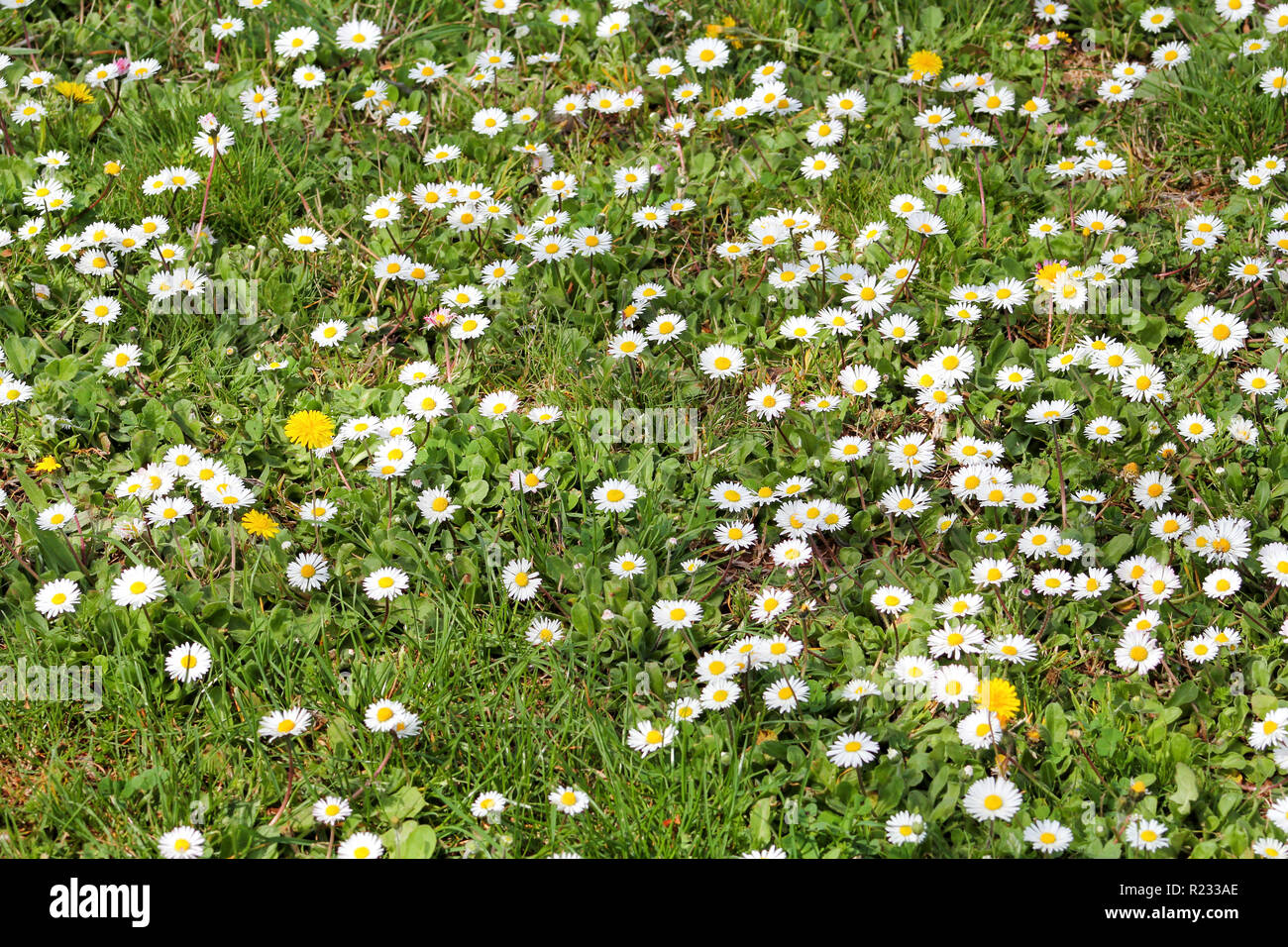 Daisy. Beautiful white field of daisies flowers in garden. Spring and summer flowers background ...