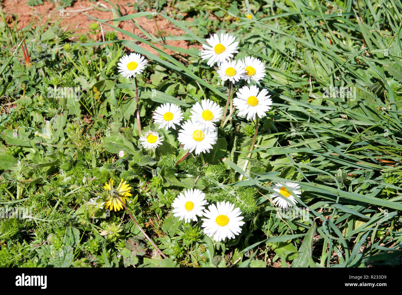 Daisy. Beautiful white field of daisies flowers in garden. Spring and ...