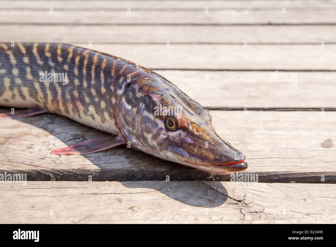 Freshwater Northern pike fish know as Esox Lucius lying on vintage ...