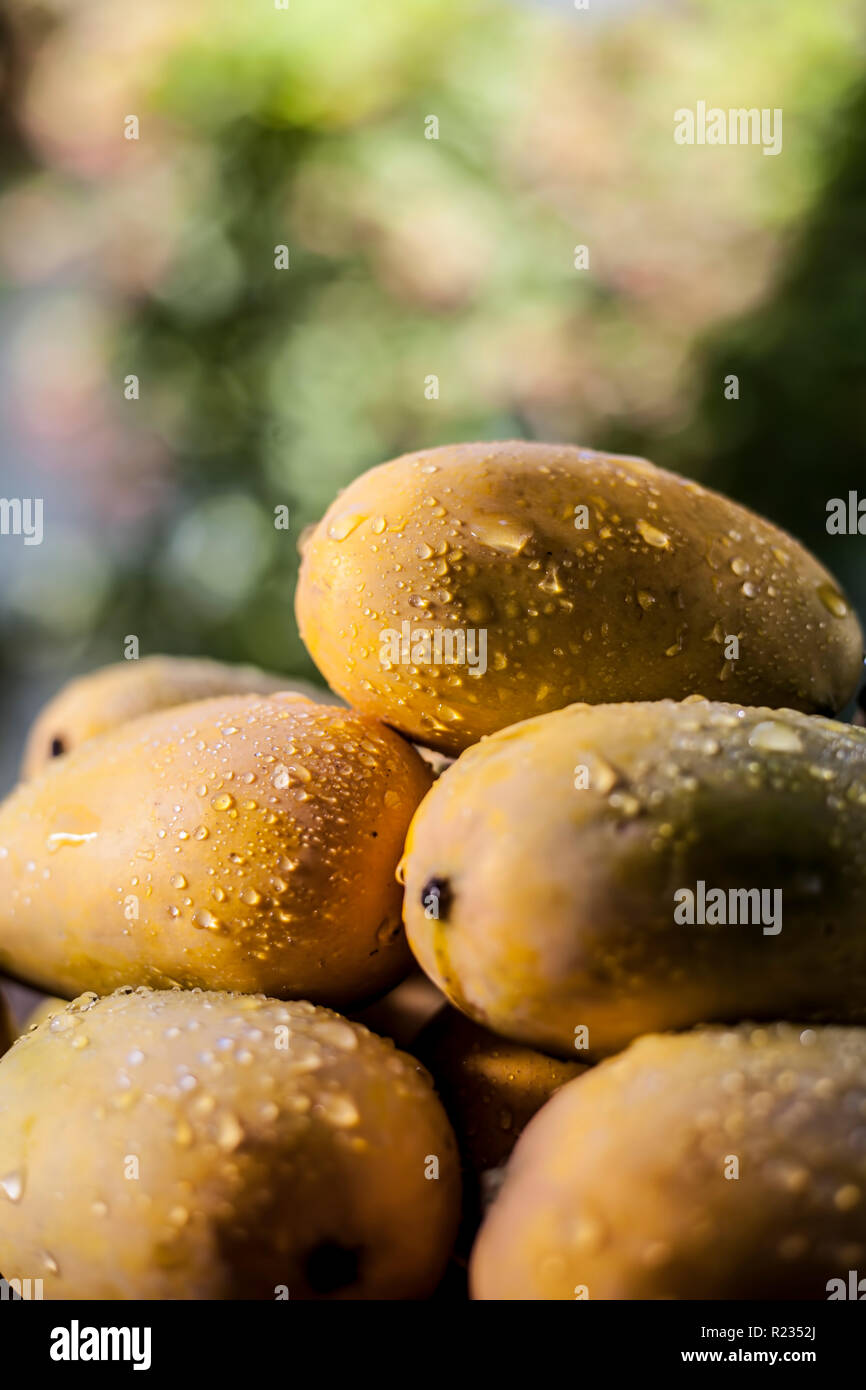 Mangos maharashtra hi-res stock photography and images - Alamy