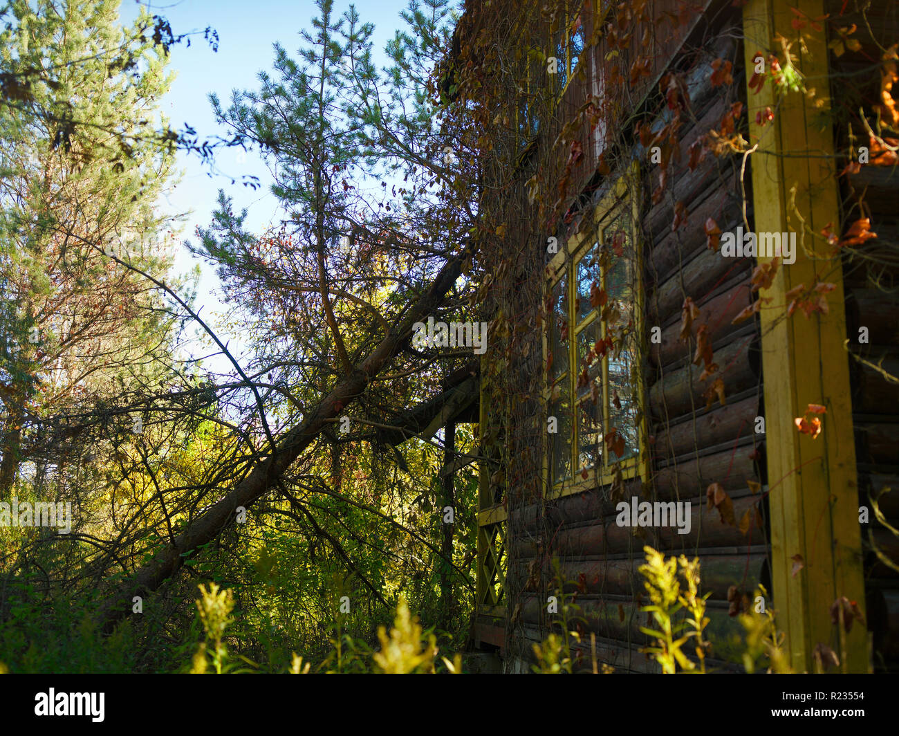 Pine tree fallen on house hi-res stock photography and images - Alamy