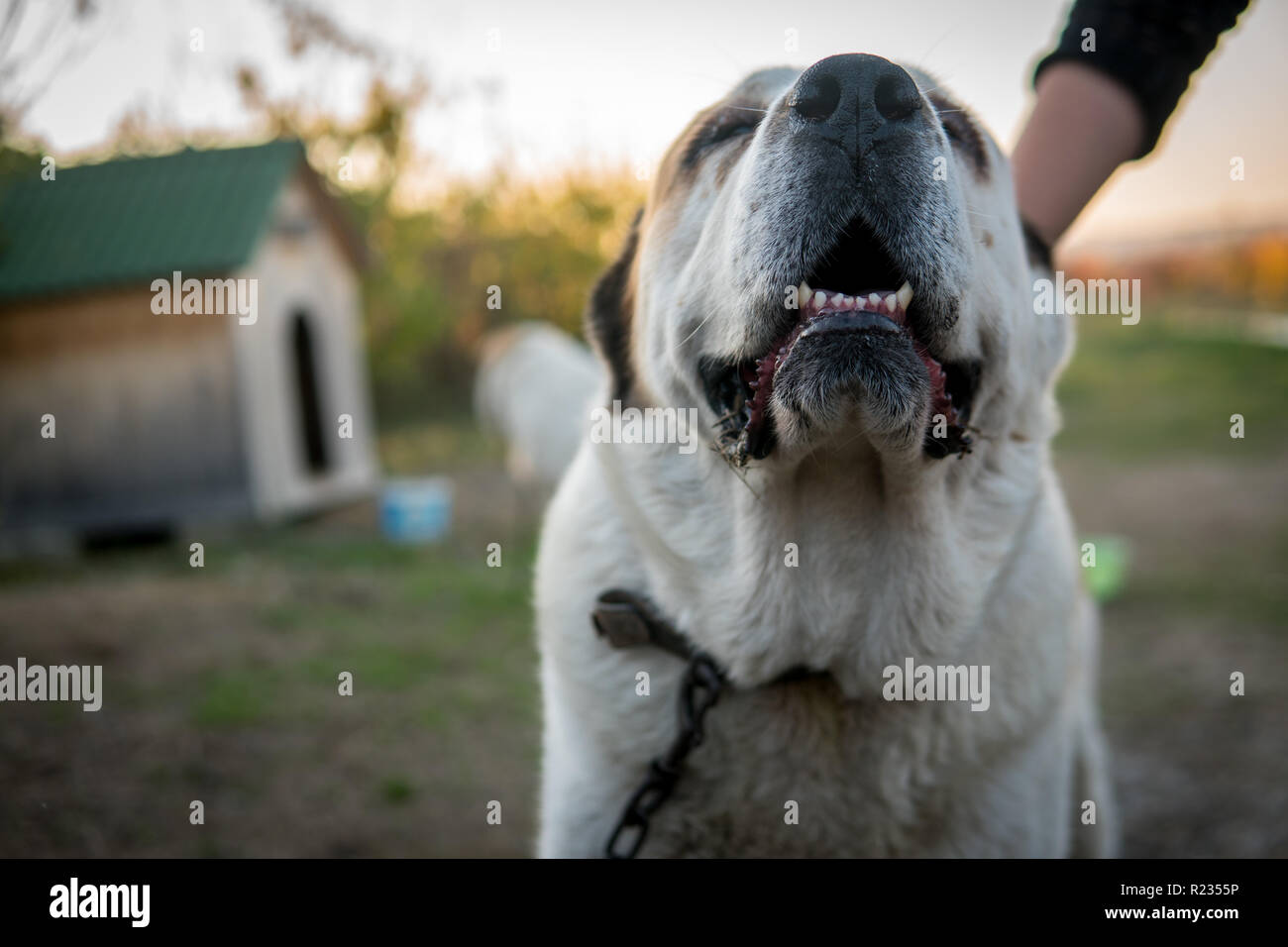 Alabai hi-res stock photography and images - Alamy