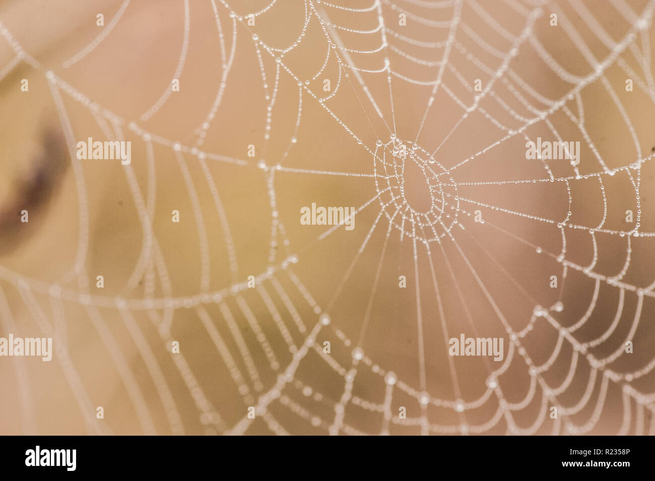 Web web hi-res stock photography and images - Alamy