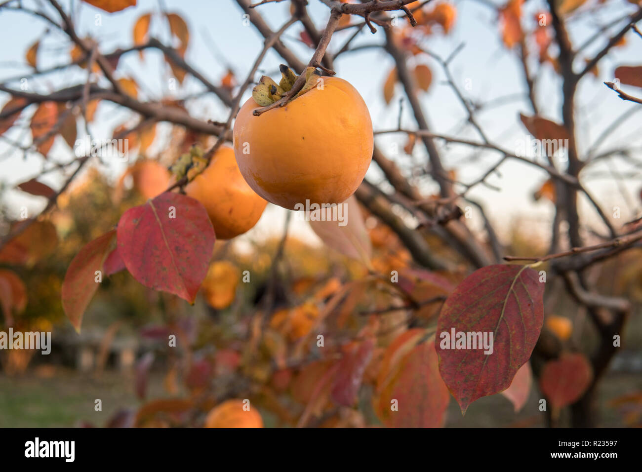 Plum tree autumn hi-res stock photography and images - Alamy