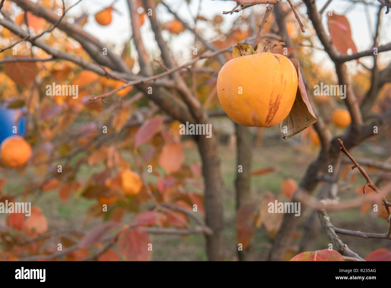 Persimmon tree winter hi-res stock photography and images - Alamy