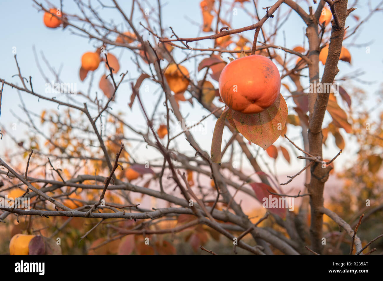 Plum tree autumn hi-res stock photography and images - Alamy