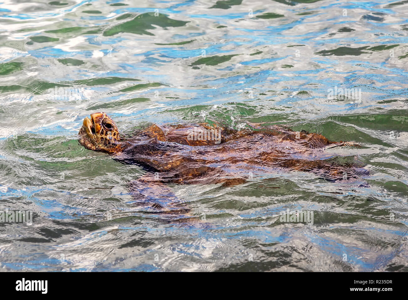 Green sea turtle swim hawaii hi-res stock photography and images - Alamy
