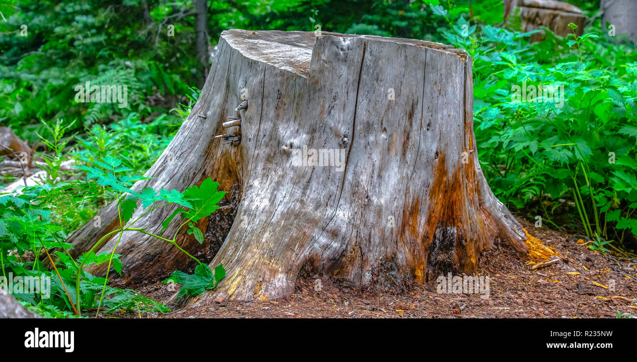 Tree stump forest hi-res stock photography and images - Alamy