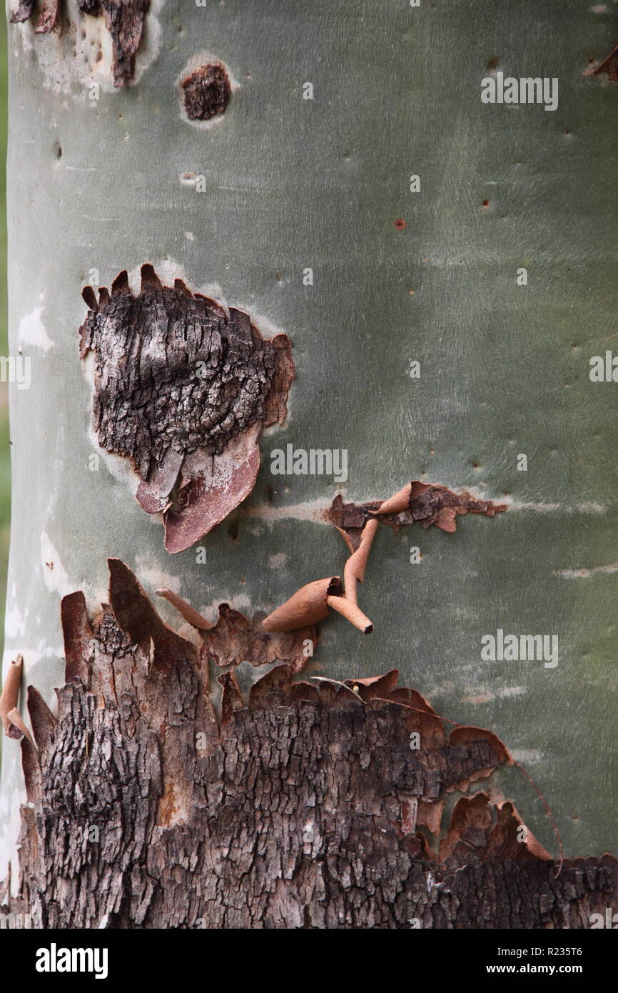 Cadaghi Gum Trunk with rough Lower Bark & Smooth Upper Bark (Corymbia ...