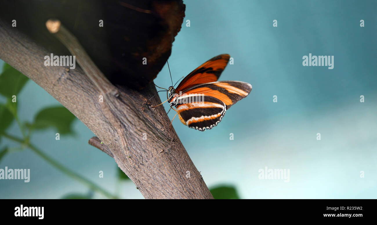 Beautiful forest picture hi-res stock photography and images - Alamy