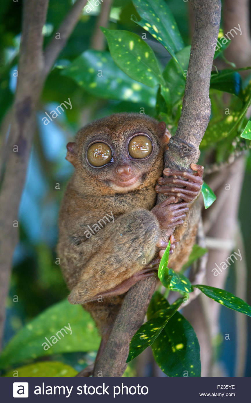 Tarsier Monkey Stock Photos & Tarsier Monkey Stock Images - Alamy