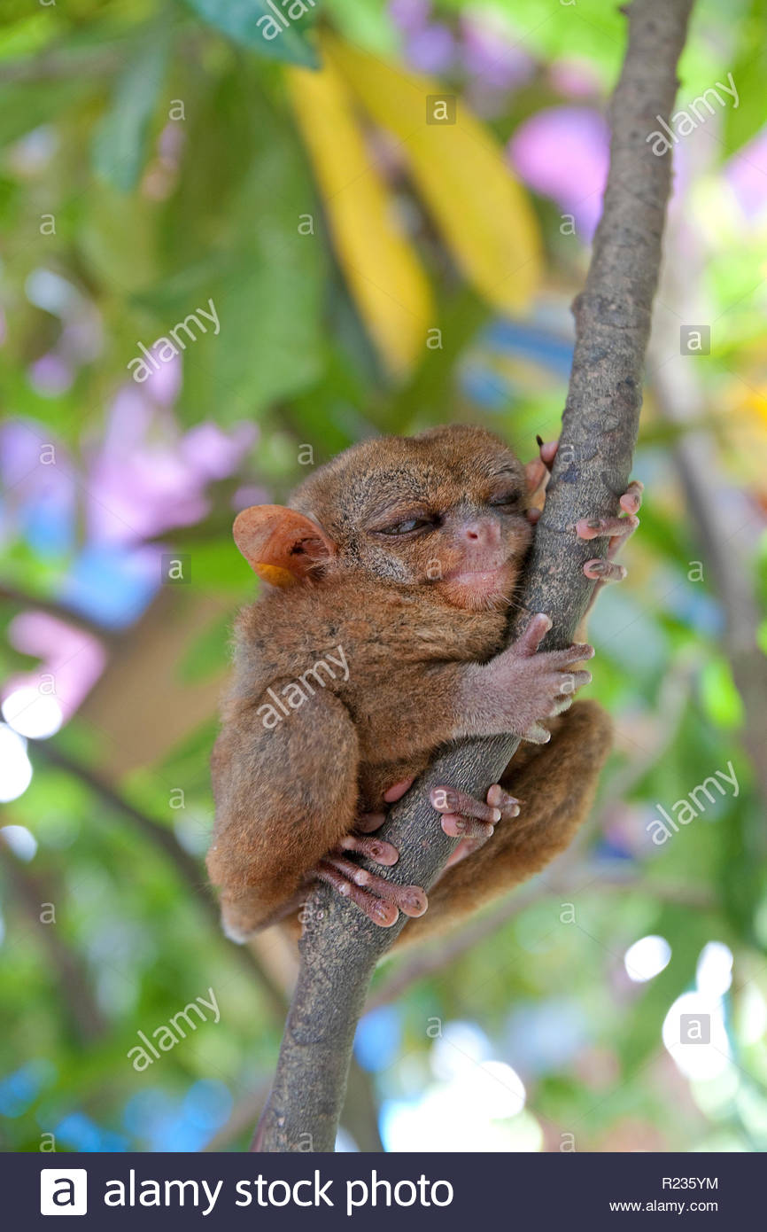 Tarsier Monkey Stock Photos & Tarsier Monkey Stock Images - Alamy