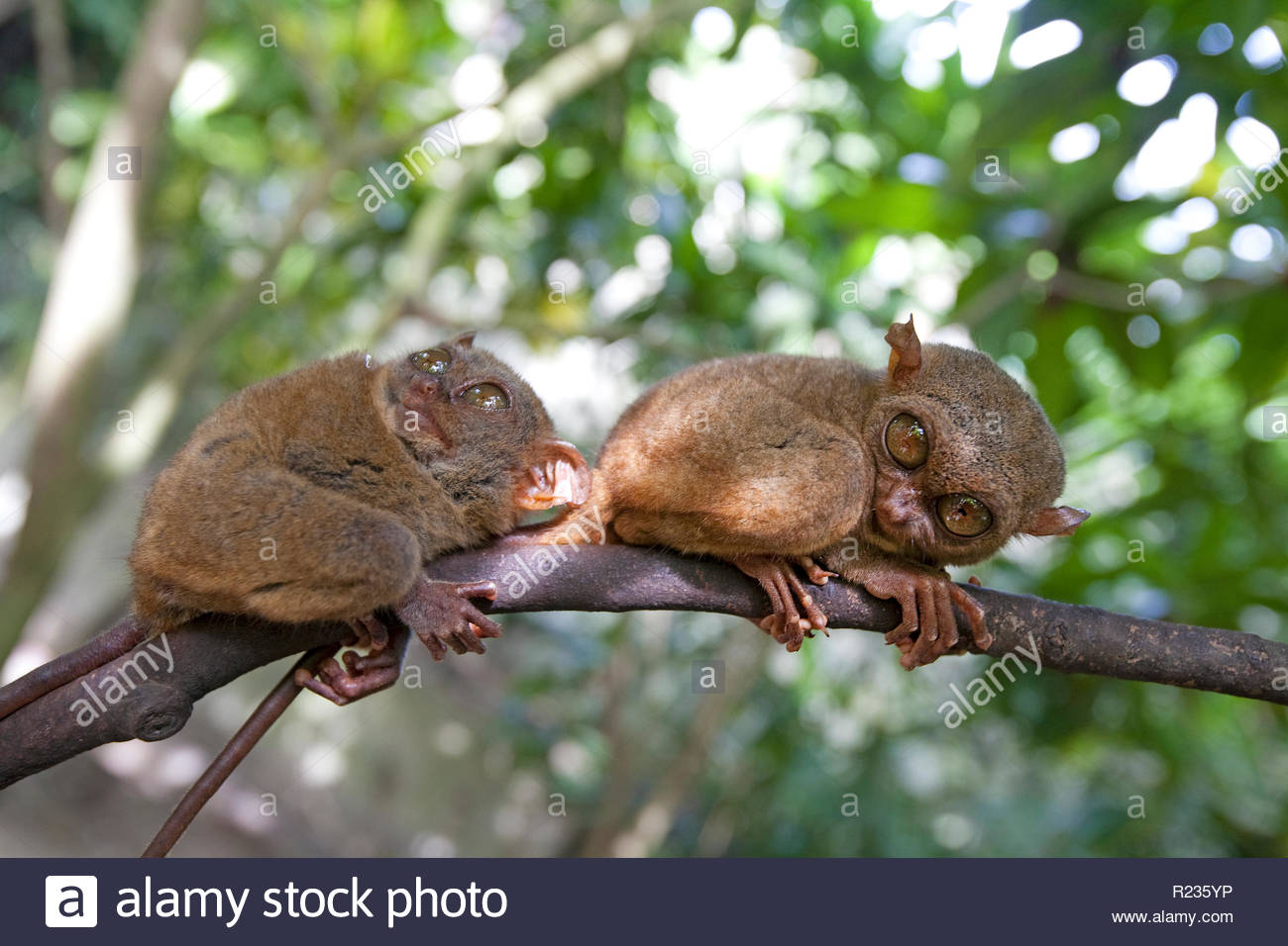 Tarsier Monkey Stock Photos & Tarsier Monkey Stock Images - Alamy