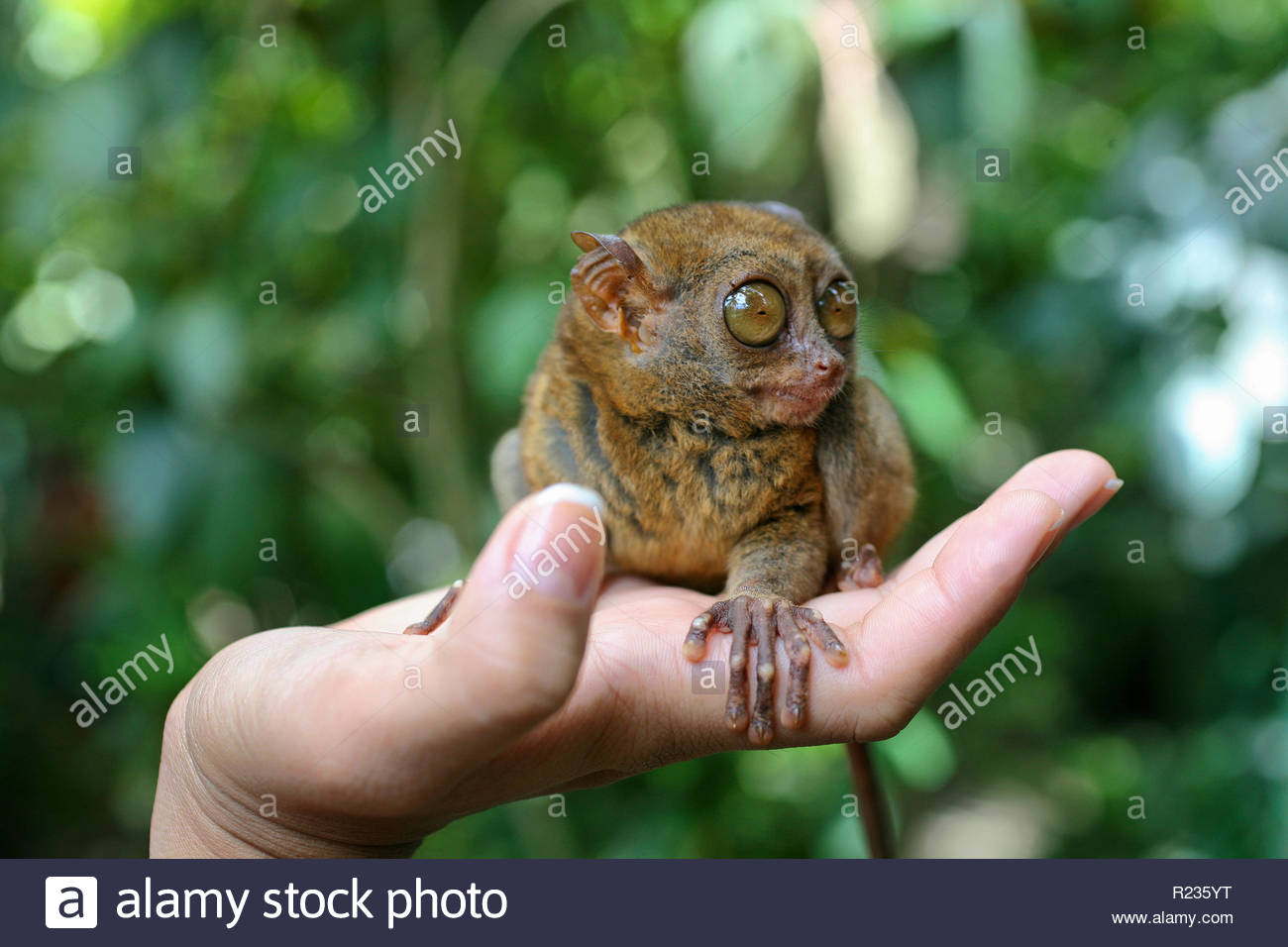 Philippine Tarsier Stock Photos & Philippine Tarsier Stock Images - Alamy Philippine Tarsier Stock Photos & Philippine Tarsier Stock Images - Alamy