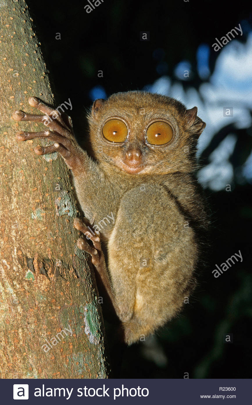 Philippinen Stock Photos & Philippinen Stock Images - Alamy