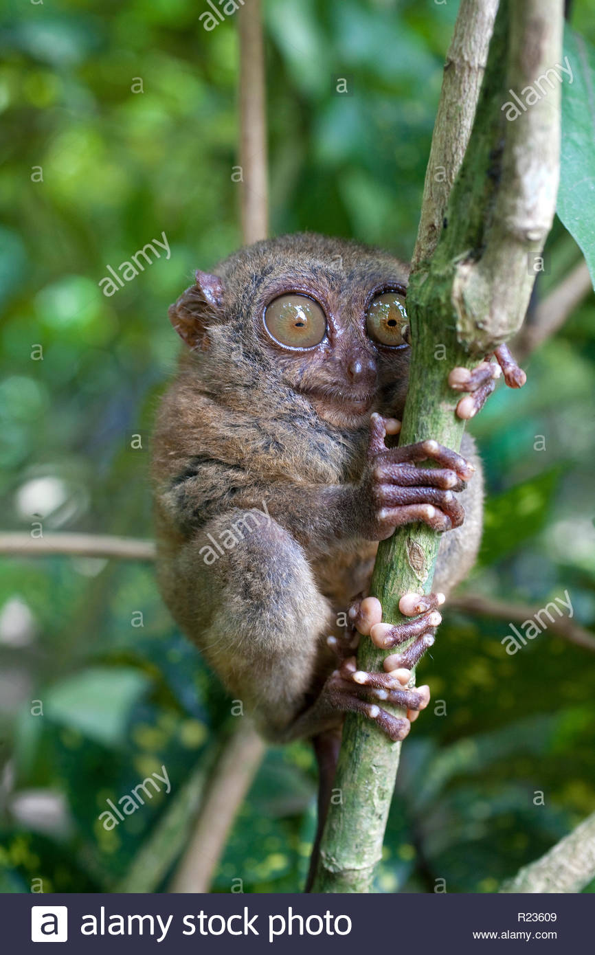 Tarsier Monkey Stock Photos & Tarsier Monkey Stock Images - Alamy
