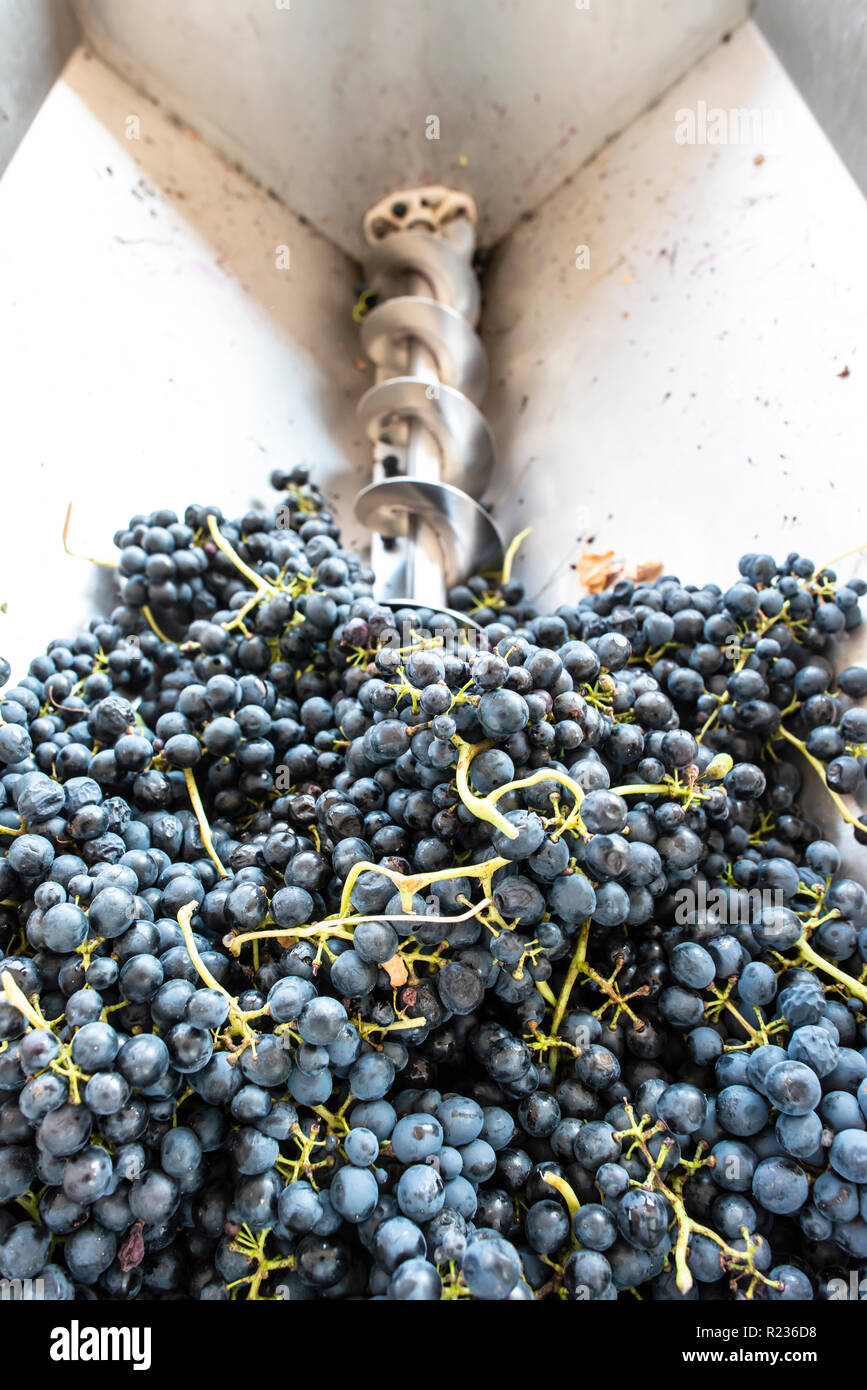Grape Crushing Destemmer High Resolution Stock Photography and Images ...