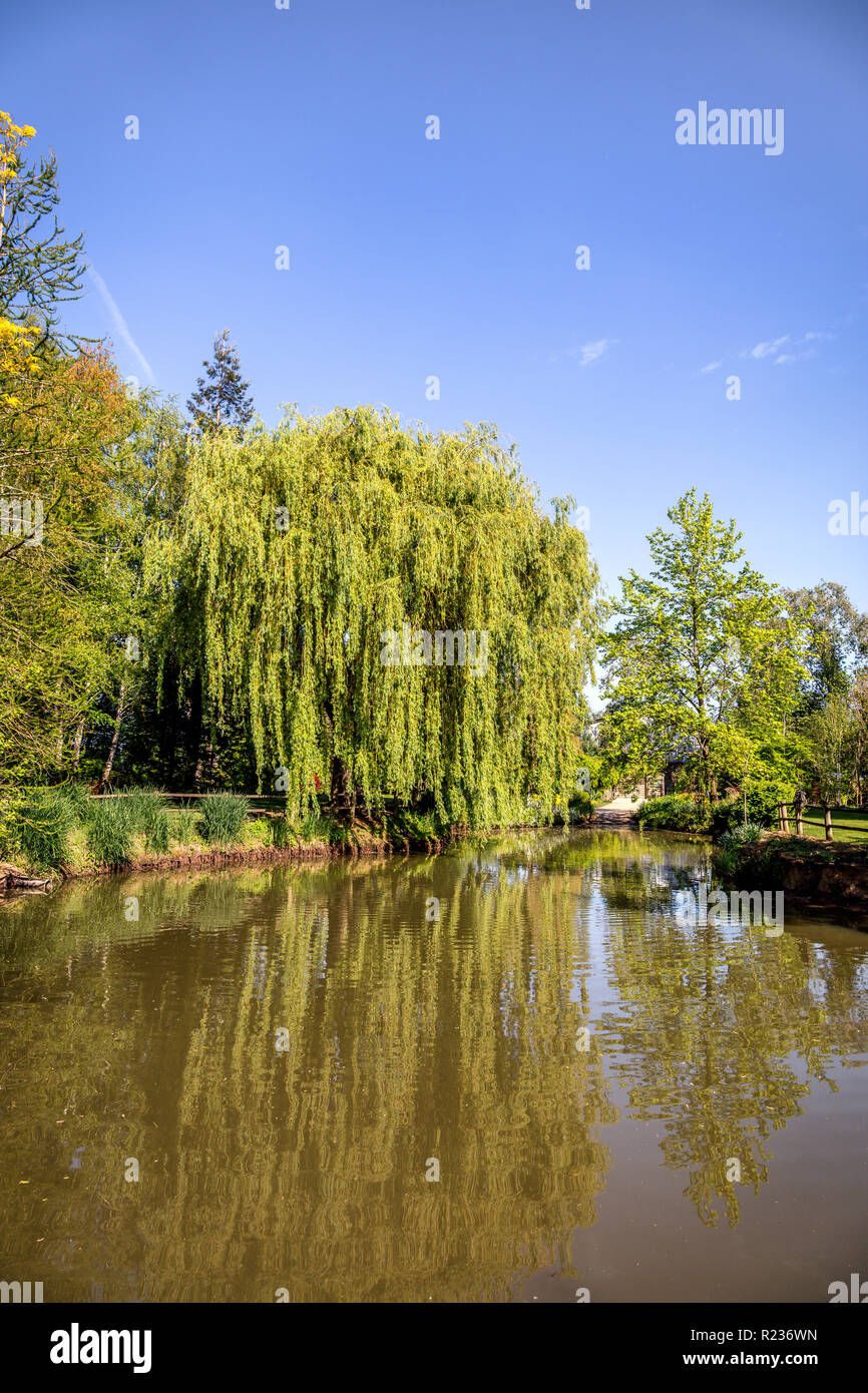 Willow herbs hi-res stock photography and images - Alamy