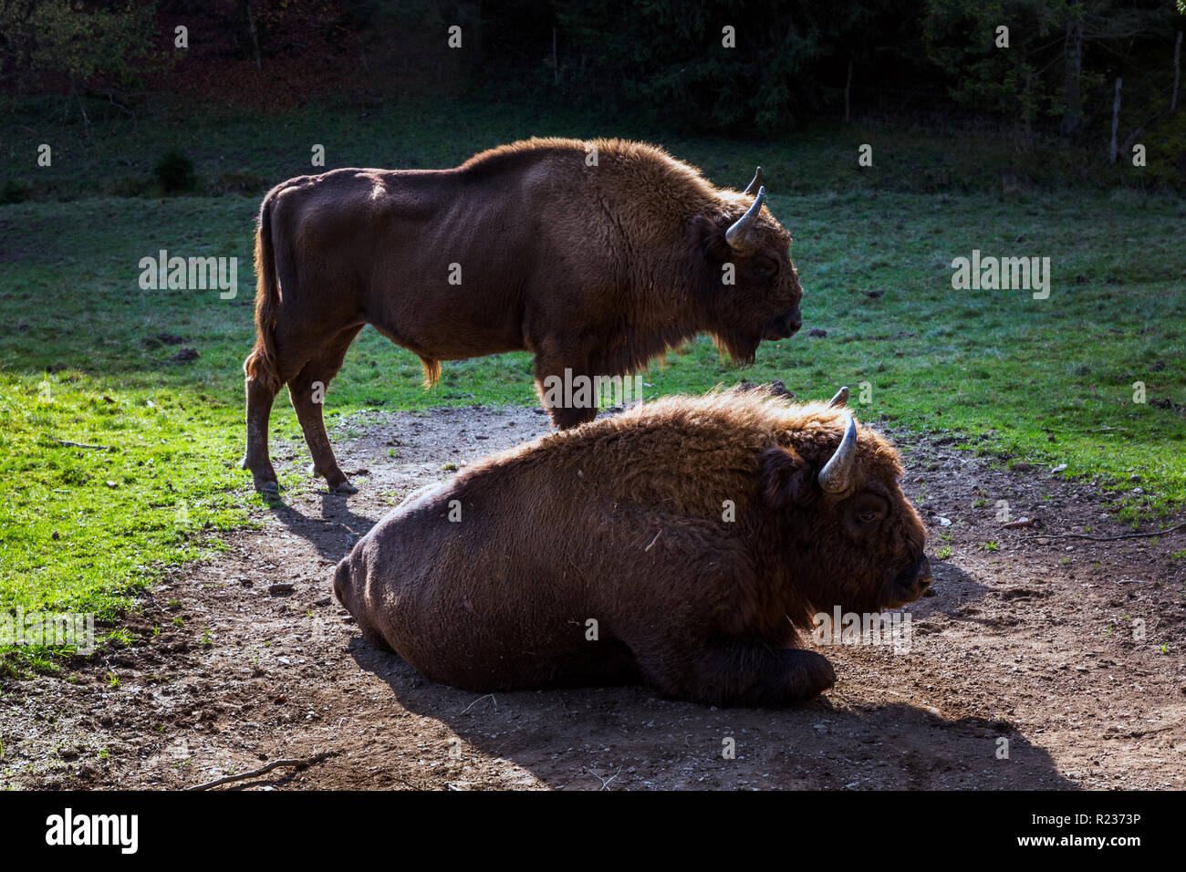 Artensterben hi-res stock photography and images - Alamy