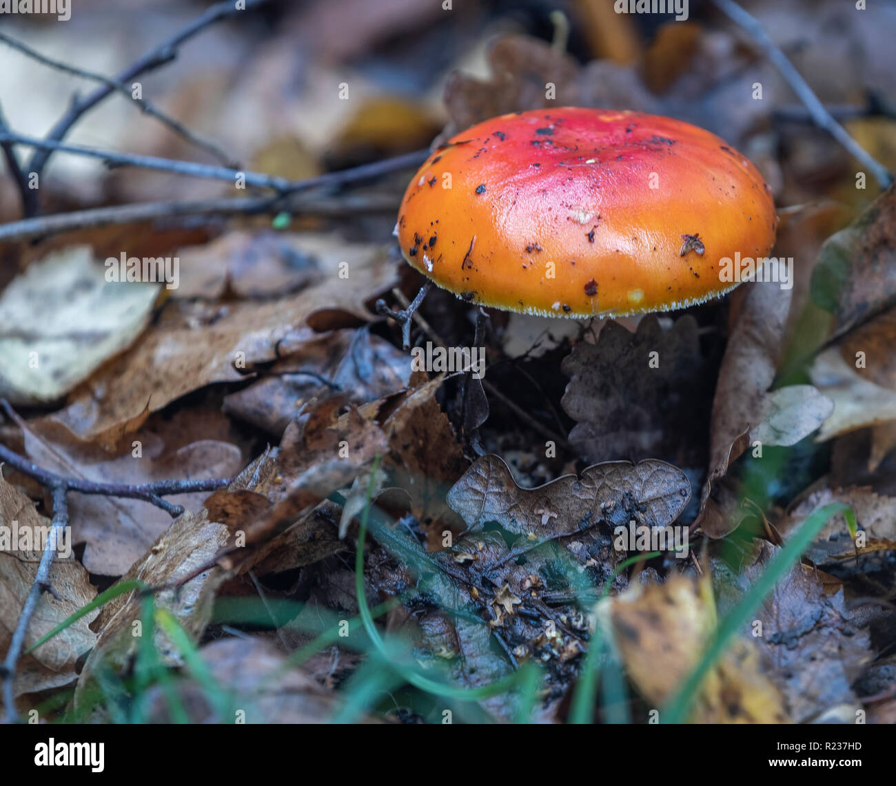 Red fungus hi-res stock photography and images - Alamy