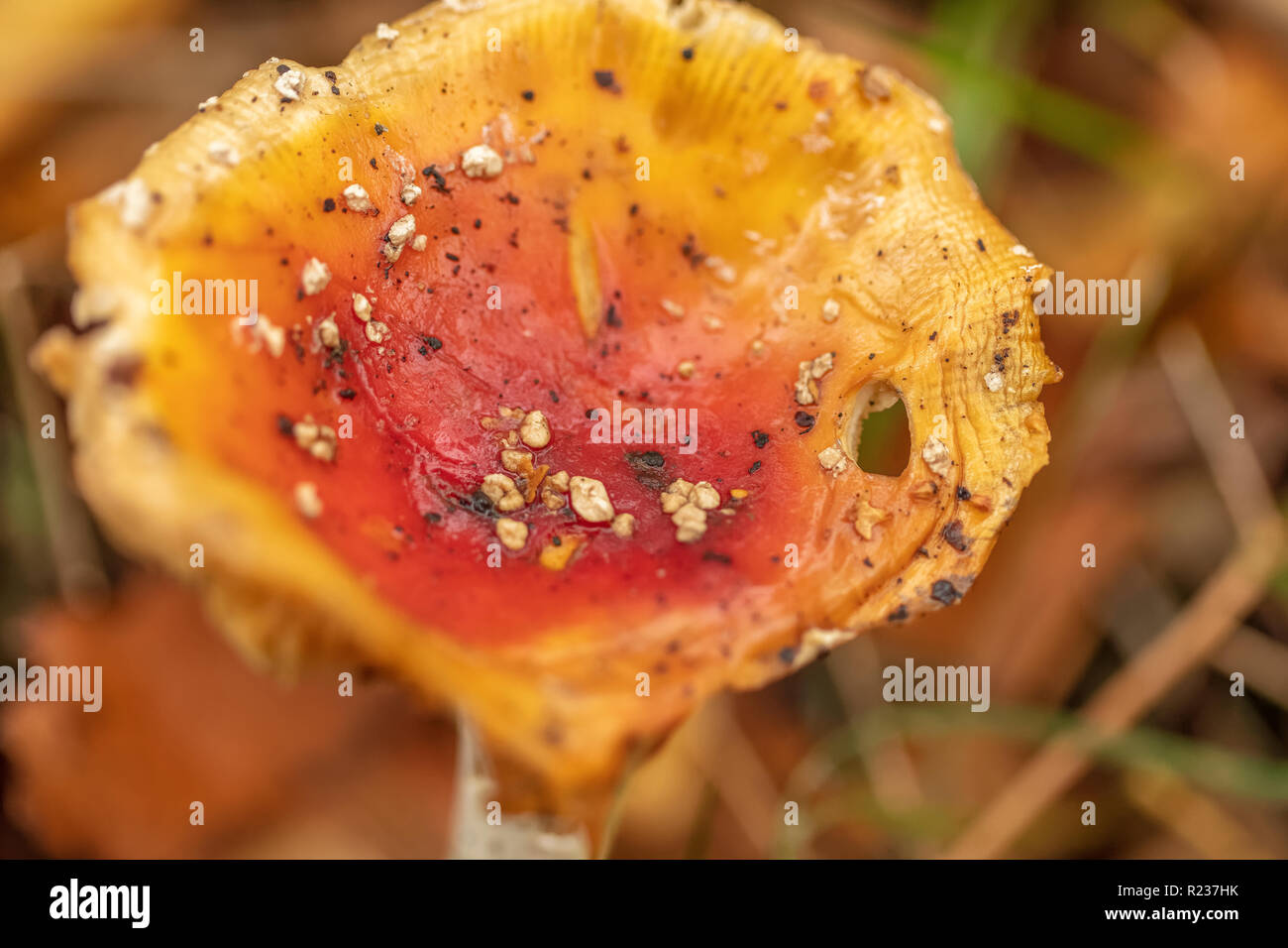 Red fungus hi-res stock photography and images - Alamy