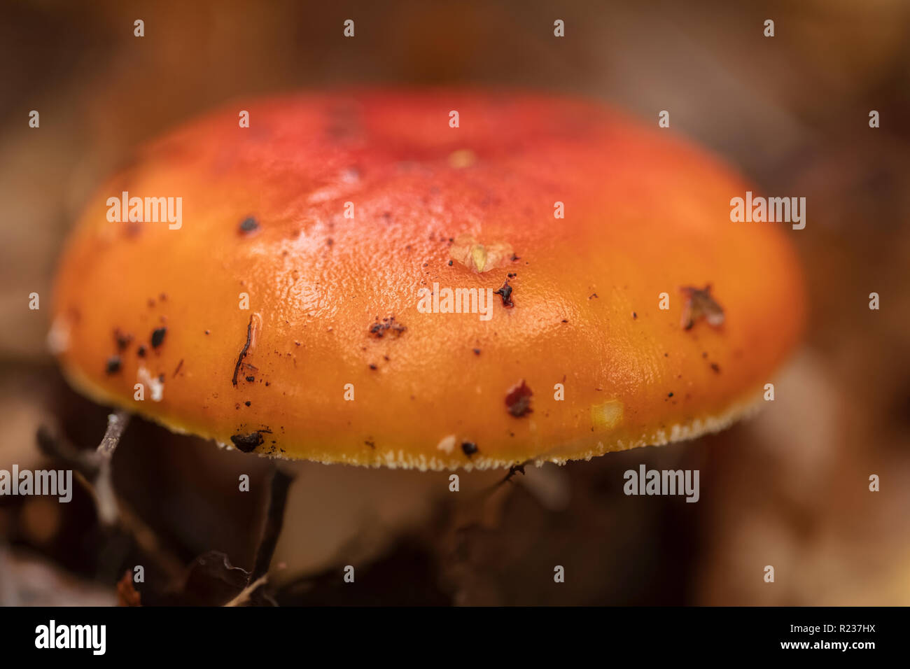 Red Poisonous Fungus Stock Photo - Alamy