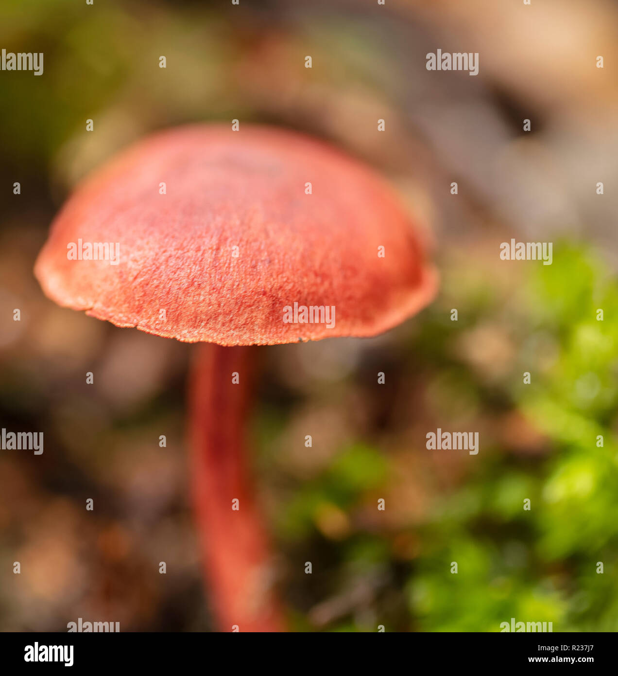 Stalk fungus hi-res stock photography and images - Alamy