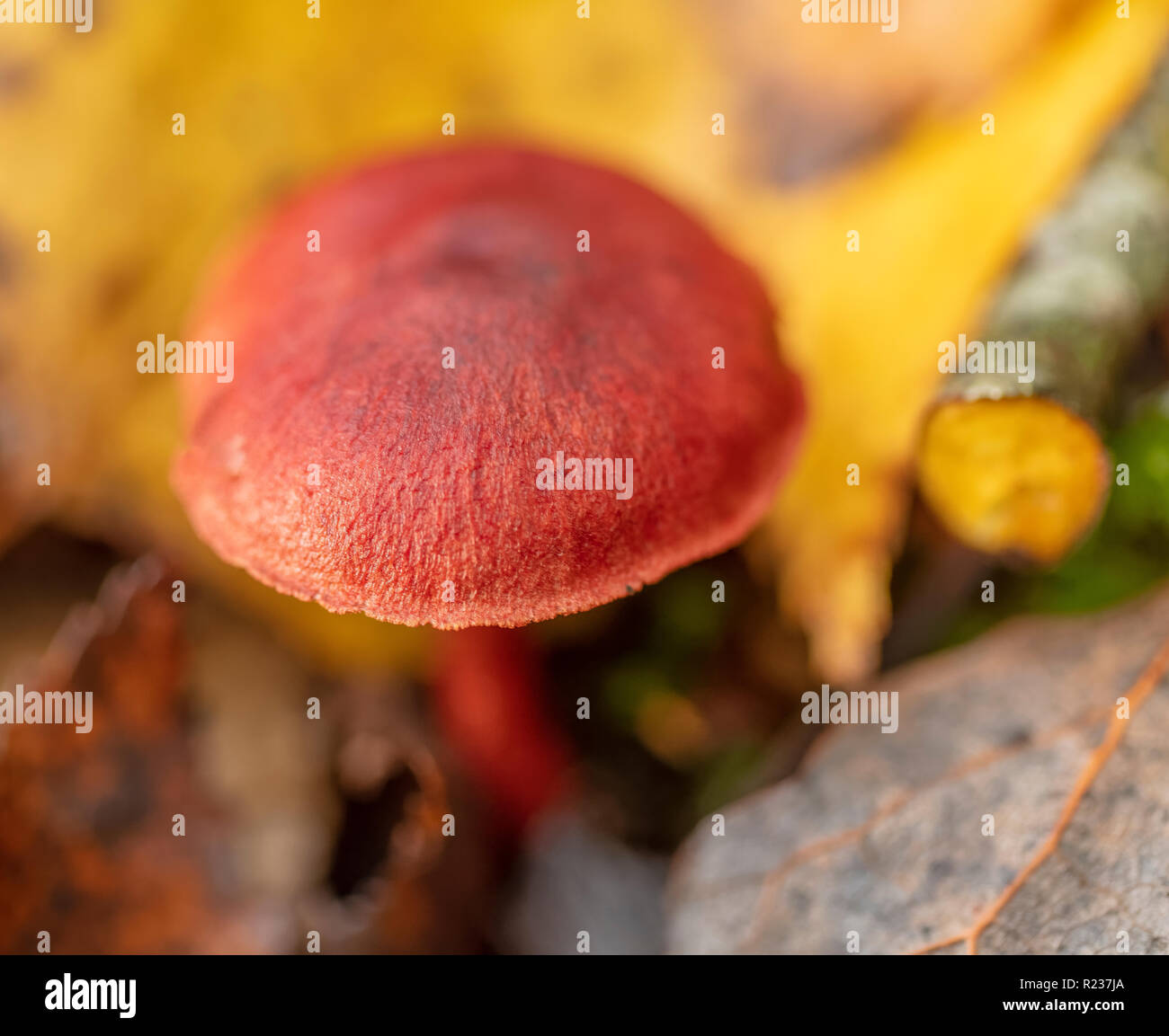 Red fungus hi-res stock photography and images - Alamy
